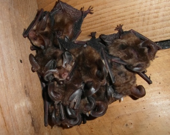 Bat Surveys Devon
