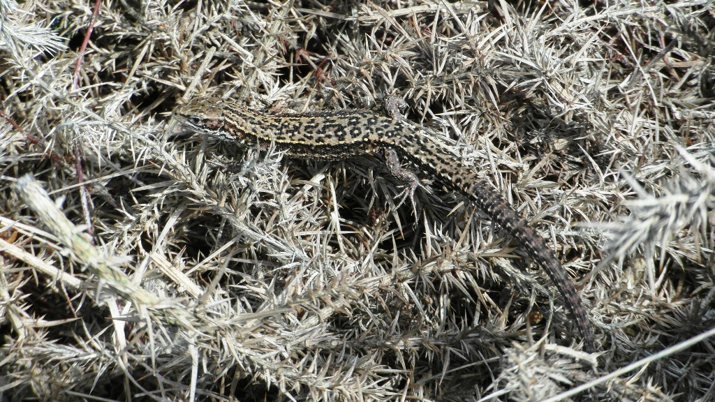 Reptile Survey