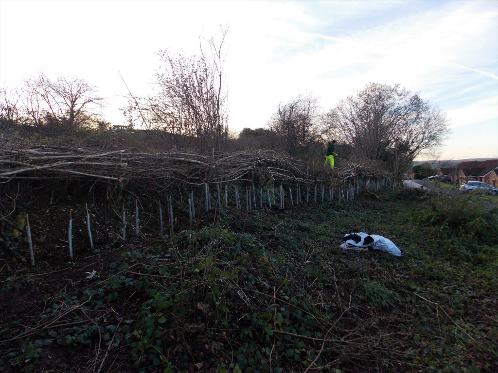 Conservation hedge-laying for dormice | Richard Green Ecology