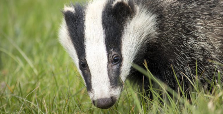 Badgers and development, licences and mitigation6th October 2026 ...