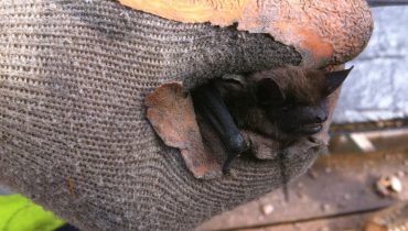 Richard Green Ecology