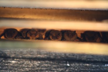 Successful bat mitigation examples | Richard Green Ecology