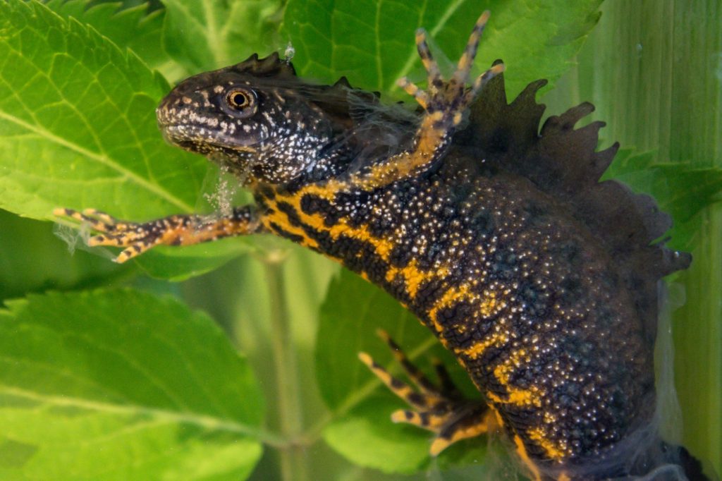 Great Crested Newt Ecology And Survey Techniques12th And 13th April 2025