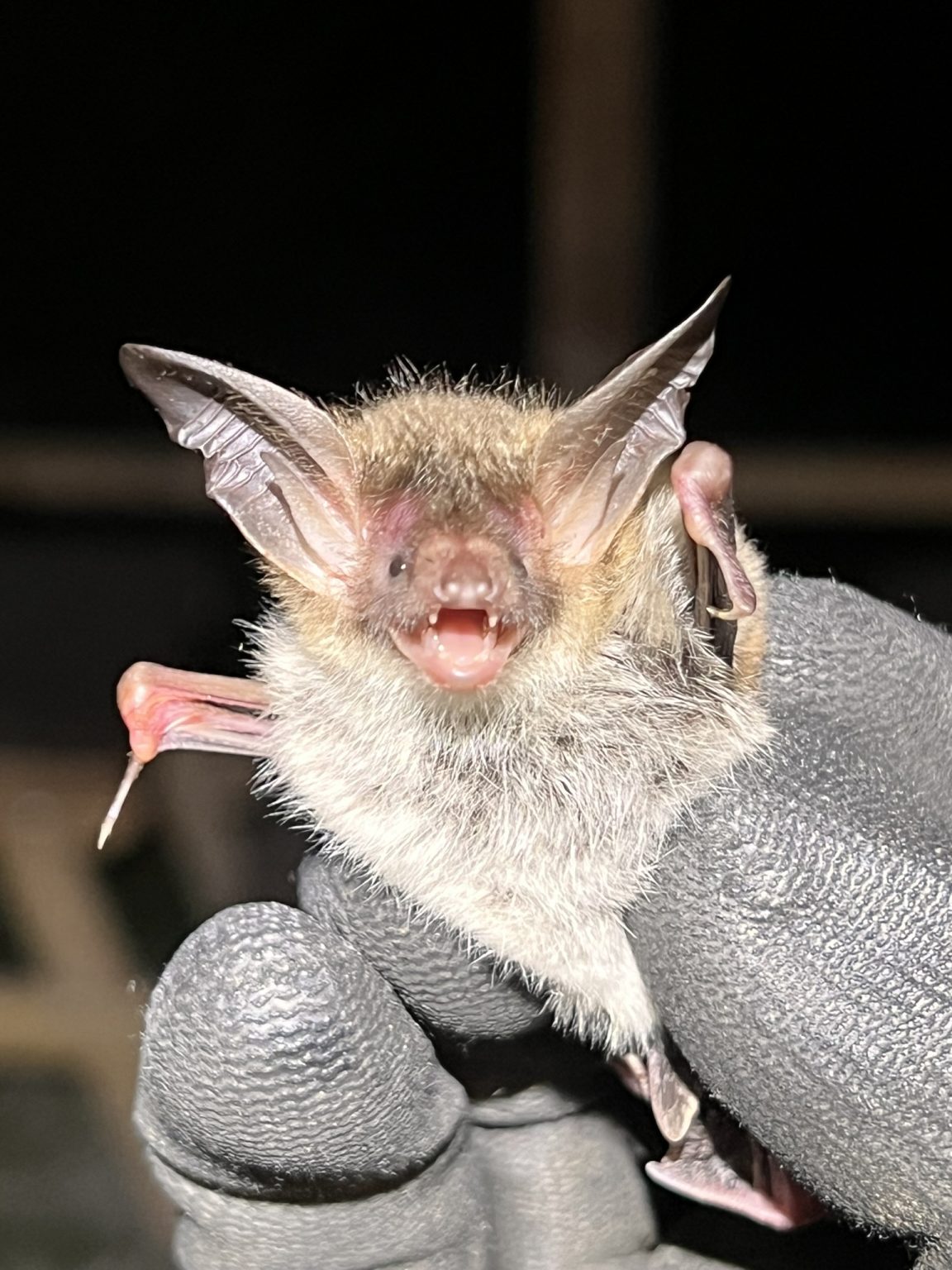 Advanced Bat Survey Techniques16th, 17th & 18th September 2026 ...